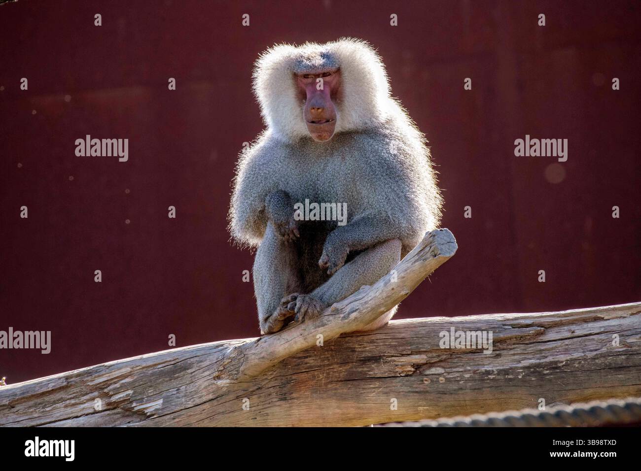 Baboon buttocks hi-res stock photography and images - Alamy