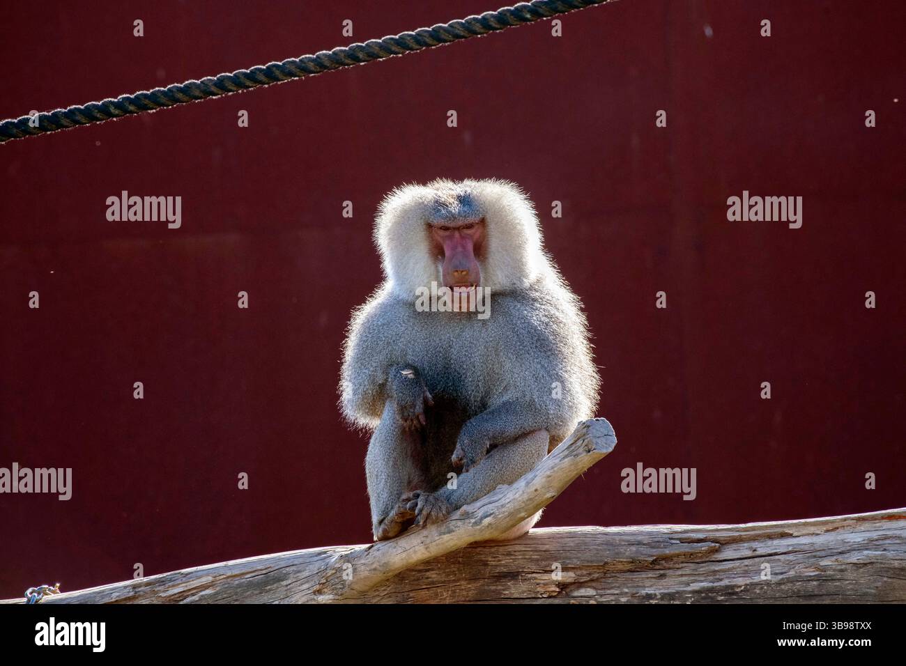 Baboon buttocks hi-res stock photography and images - Alamy