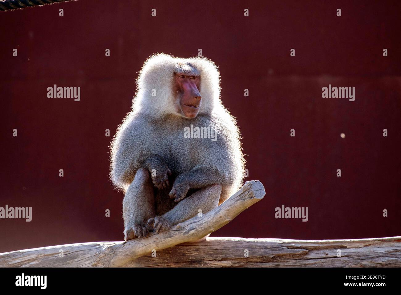 Baboon buttocks hi-res stock photography and images - Alamy
