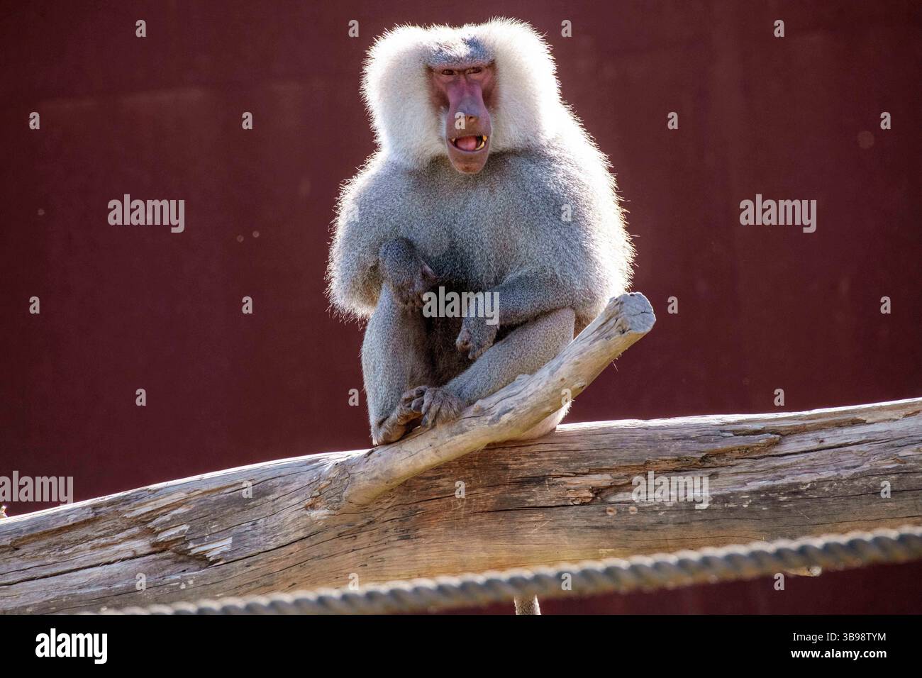 Baboon buttocks hi-res stock photography and images - Alamy