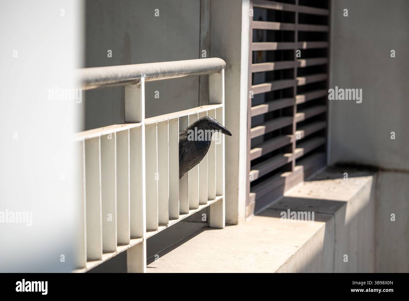Plastic crow bird scare on building balcony deterring pigeons and urban ...