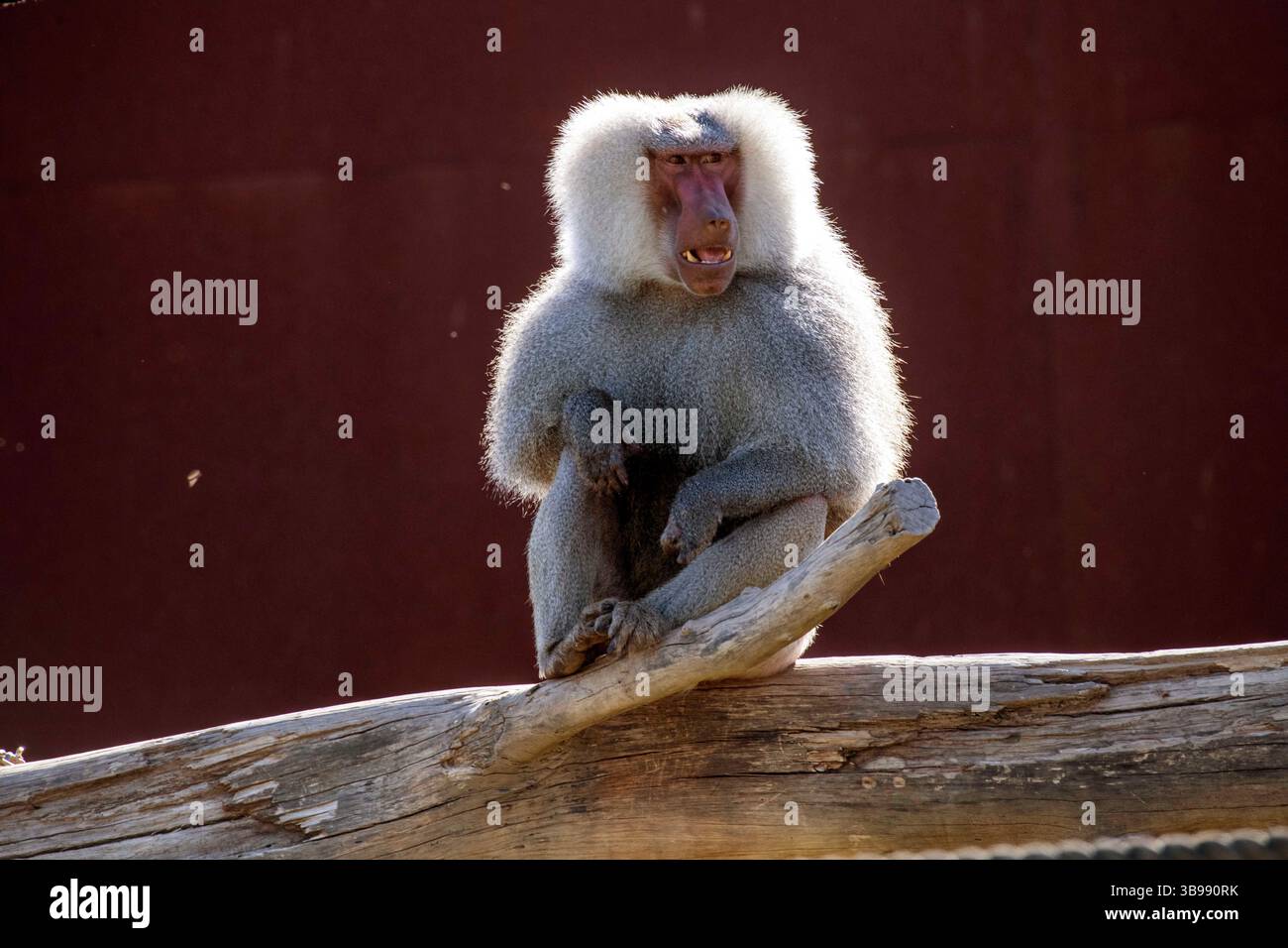 Baboon buttocks hi-res stock photography and images - Alamy