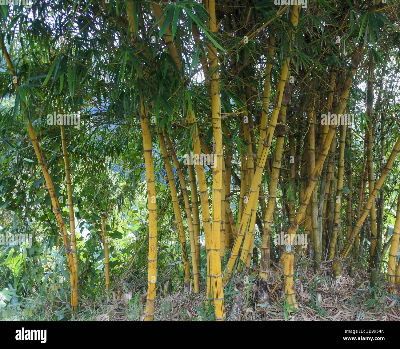 yellow bamboo clumps when they are old they look yellow, very beautiful ...