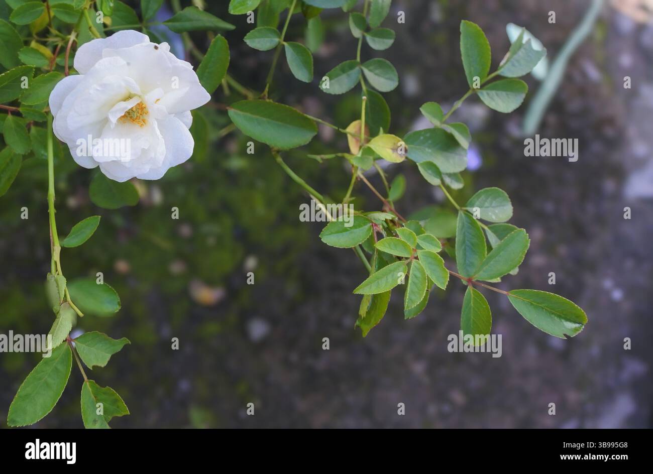 White jasmine flowers are a symbol of the sincerity of love, and this ...