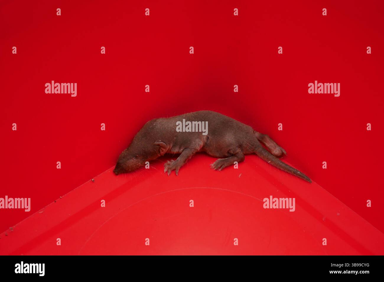 The shrew, a small insectivorous mammal resembling a mouse, with a long ...