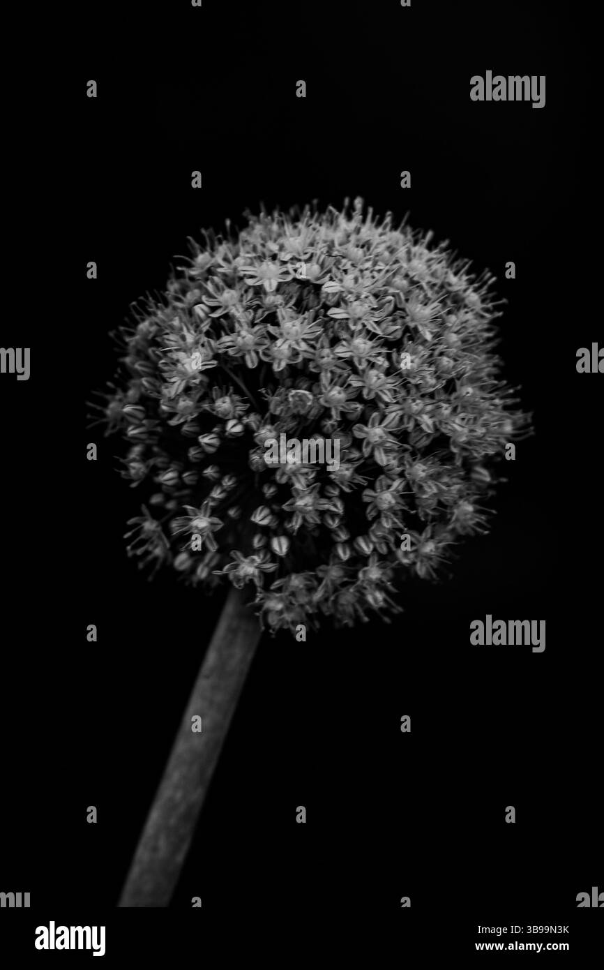 Fresh green spring onion Black and White Stock Photos & Images - Alamy