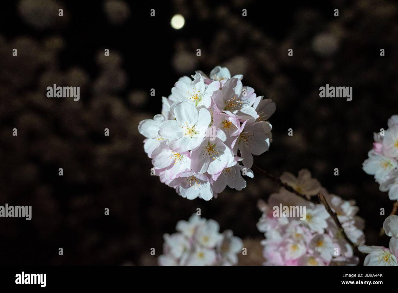 Sunset cherry blossoms hi-res stock photography and images - Alamy