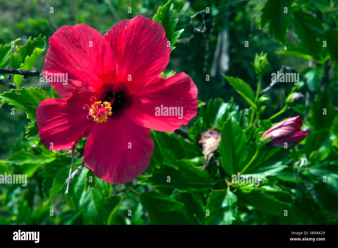 Tropical hibiscus, aka: China rose, Hawaiian hibiscus, rose mallow ...