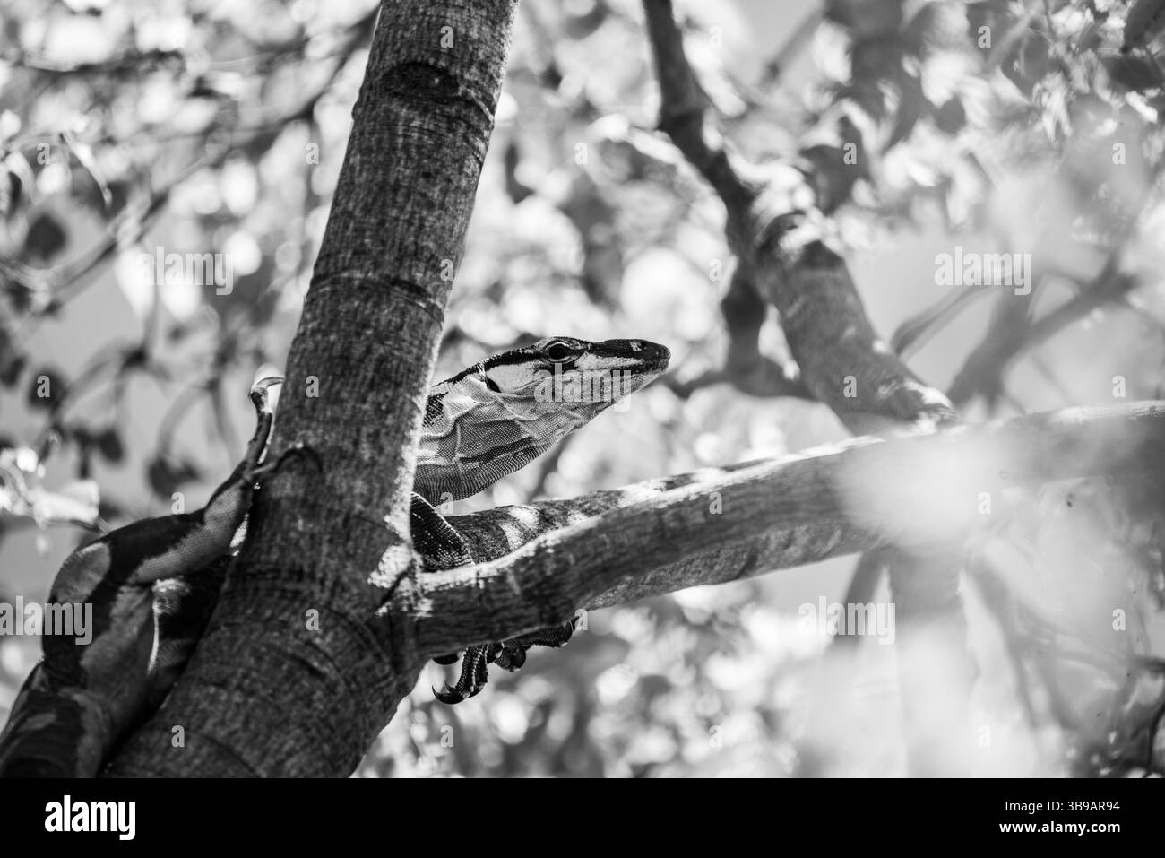 Tree desert australia Black and White Stock Photos & Images - Alamy
