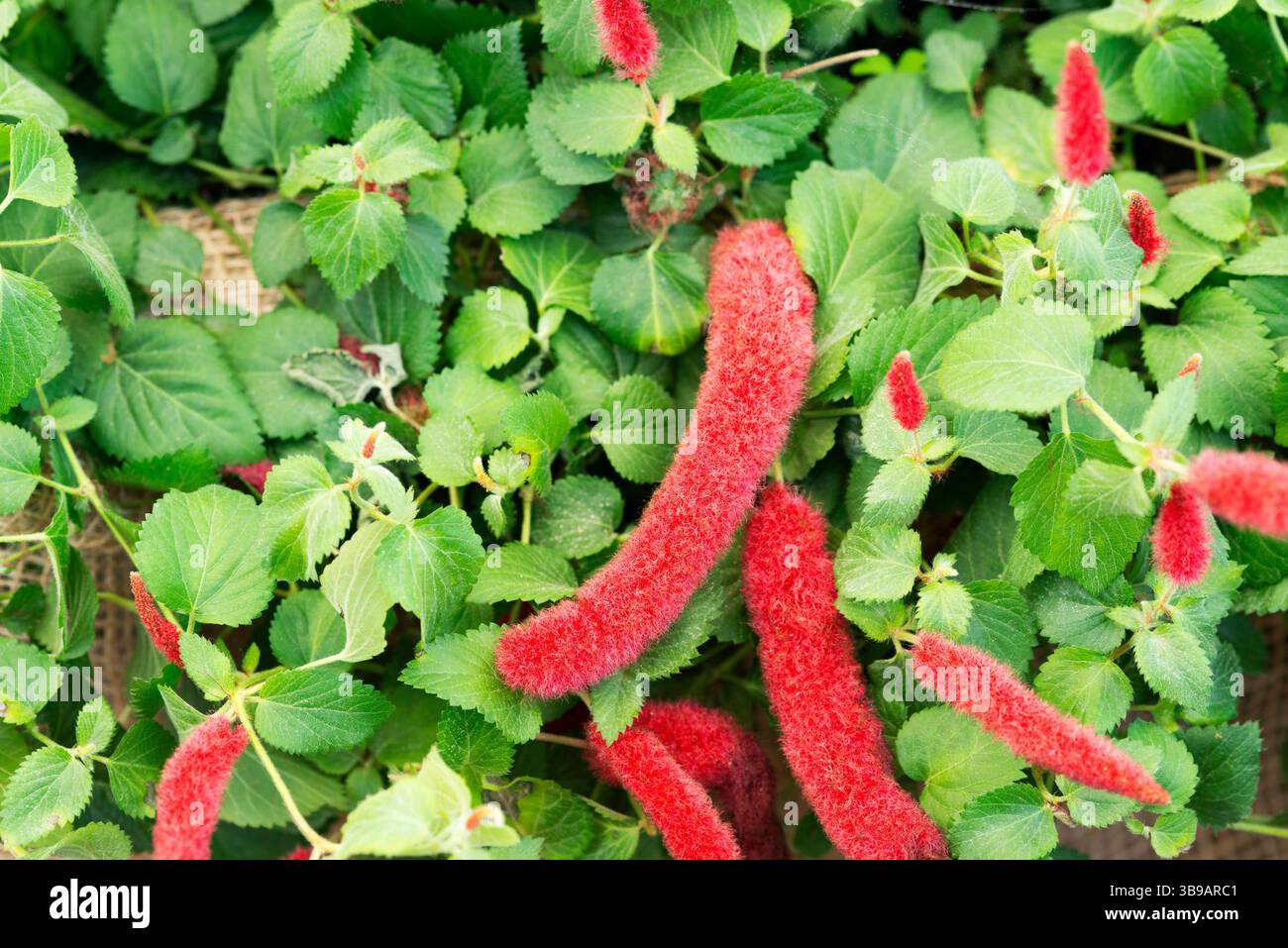 Firetail Chenille, Dwarf Chenille, Acalypha Pendula Stock Photo - Alamy