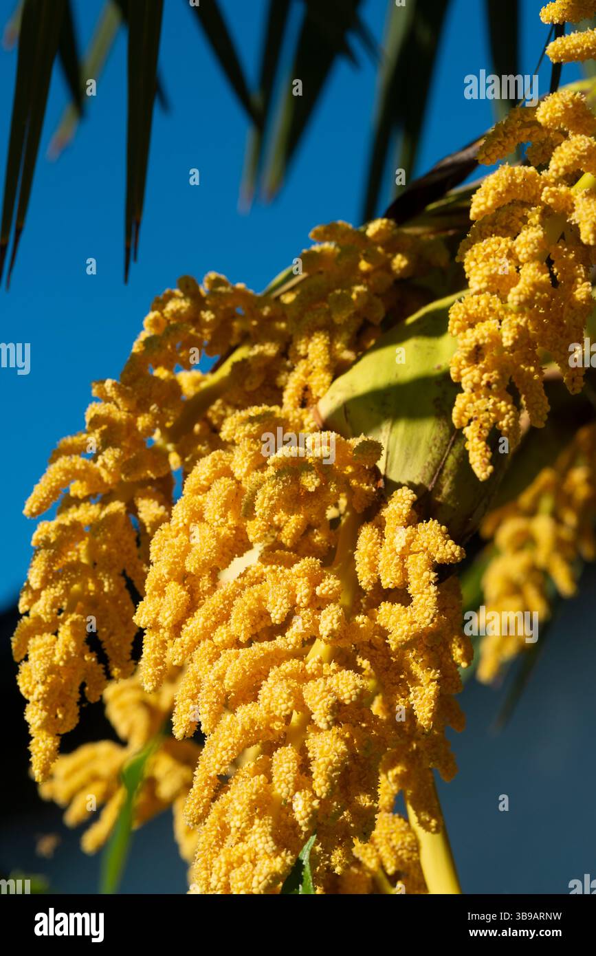 Chusan Palm Flowers, Trachycarpus Fortunei Stock Photo - Alamy