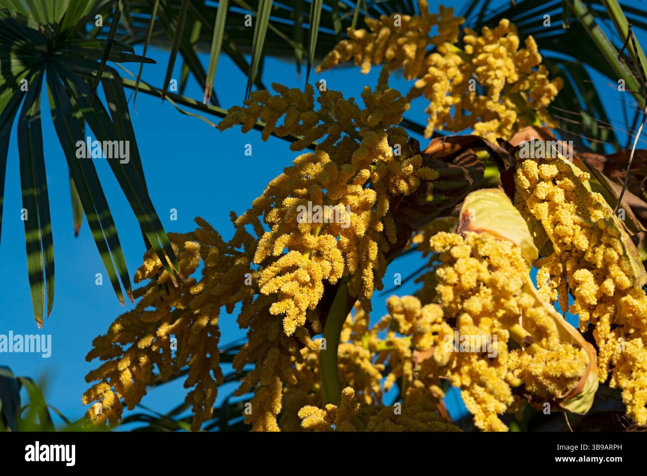 Chusan Palm Flowers, Trachycarpus Fortunei Stock Photo - Alamy