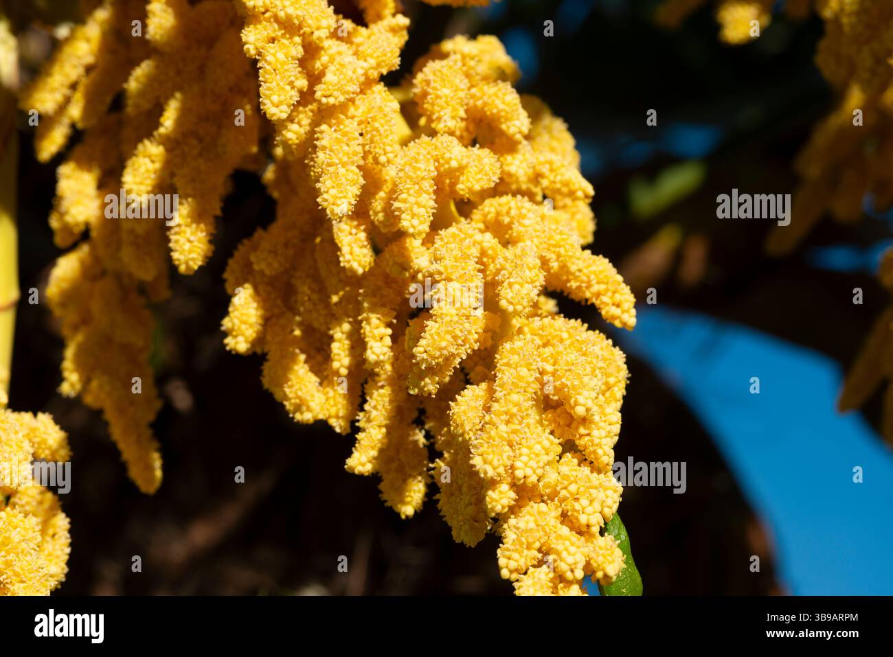 Chusan Palm Flowers, Trachycarpus Fortunei Stock Photo - Alamy