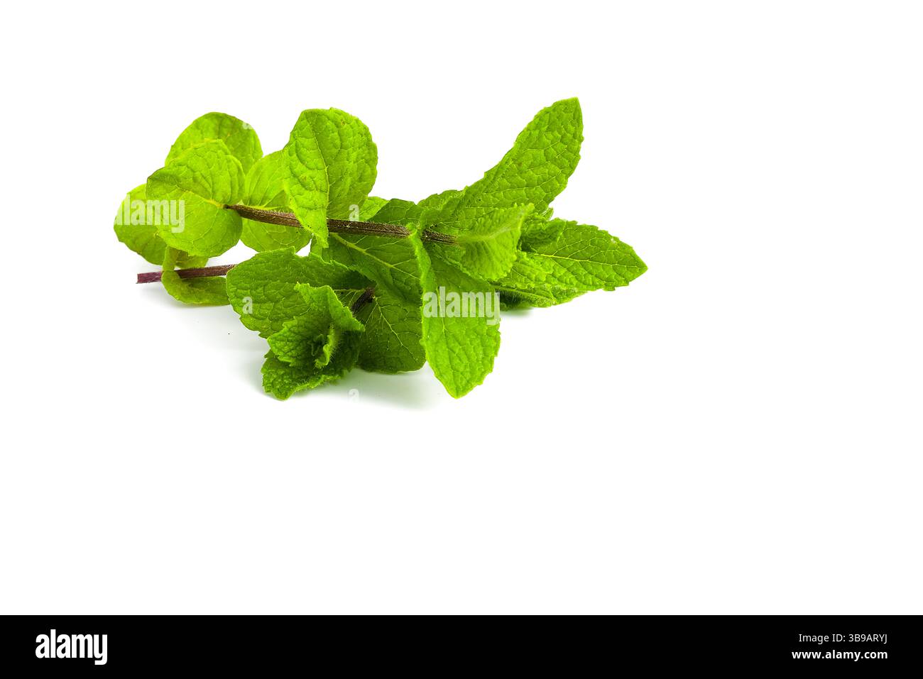 Peppermint branches with fresh, juicy leaves are laid out on a white ...