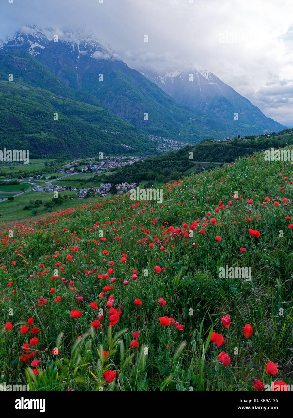 Field of poppies with snow capped mountains behind near the town of Nus ...