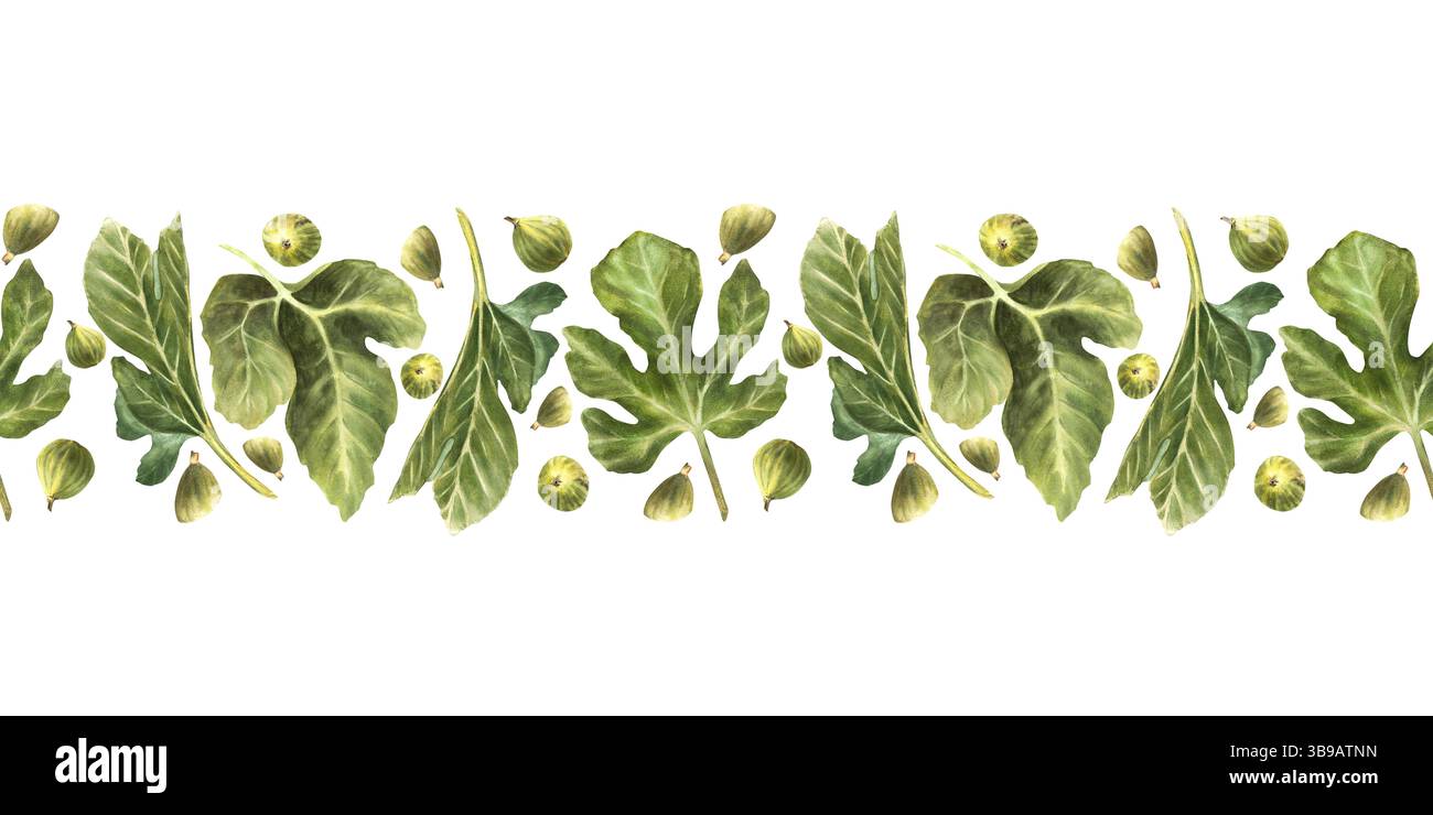 Watercolor fig and leaves seamless border. Realistic hand painted green ...