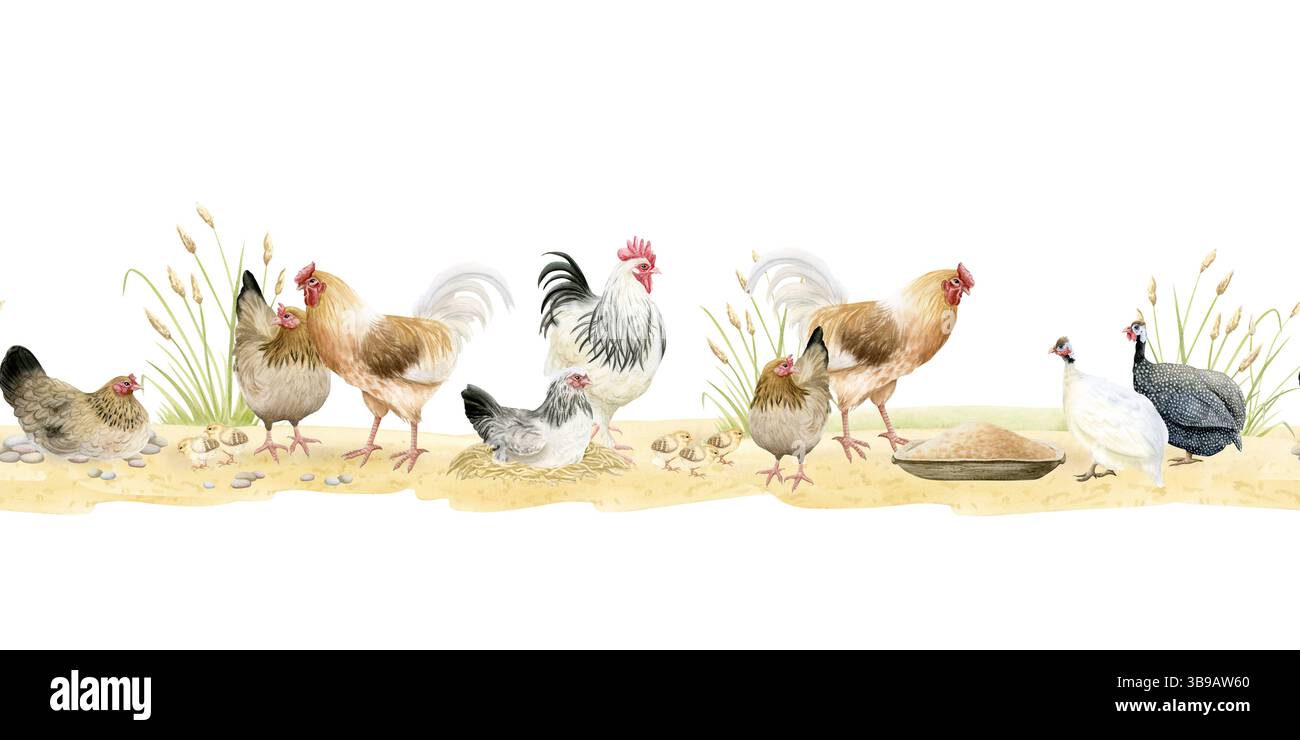 Watercolor roosters, chicken hens with baby chicks and guineafowls ...