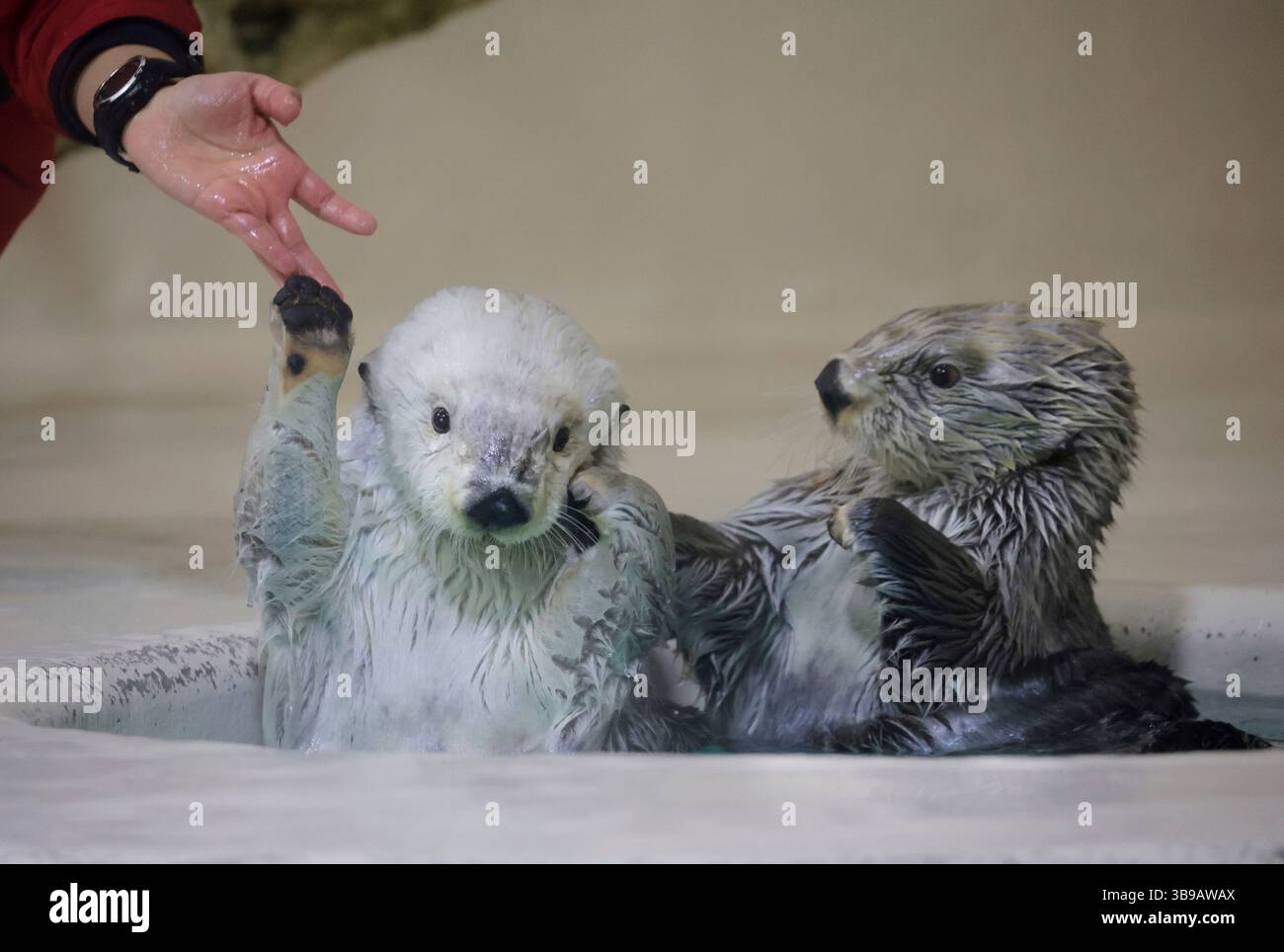 Sea otters are seen at Toba Aquarium in Toba City, Mie Prefecture on ...