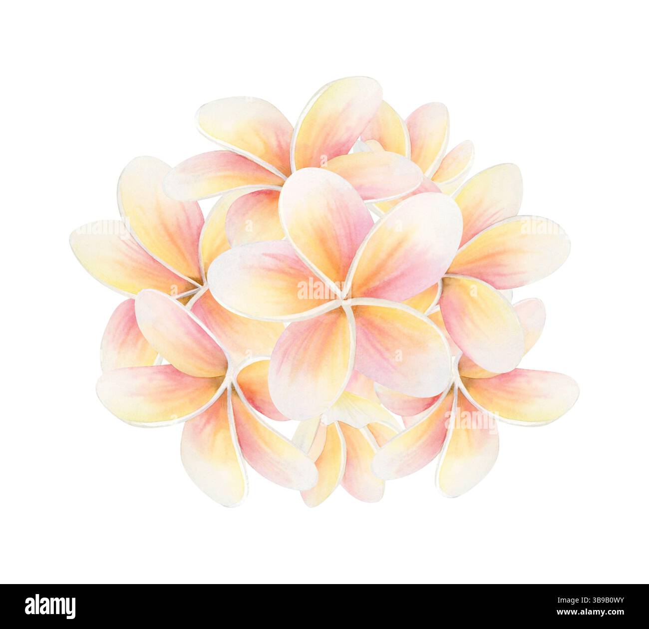 Watercolor Plumeria tropical flower round illustration isolated on ...