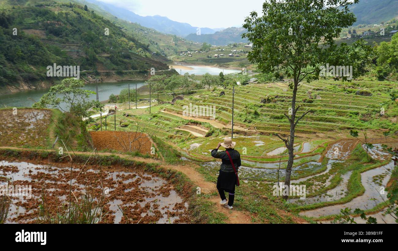 Woman walking near lush rice hi-res stock photography and images - Alamy