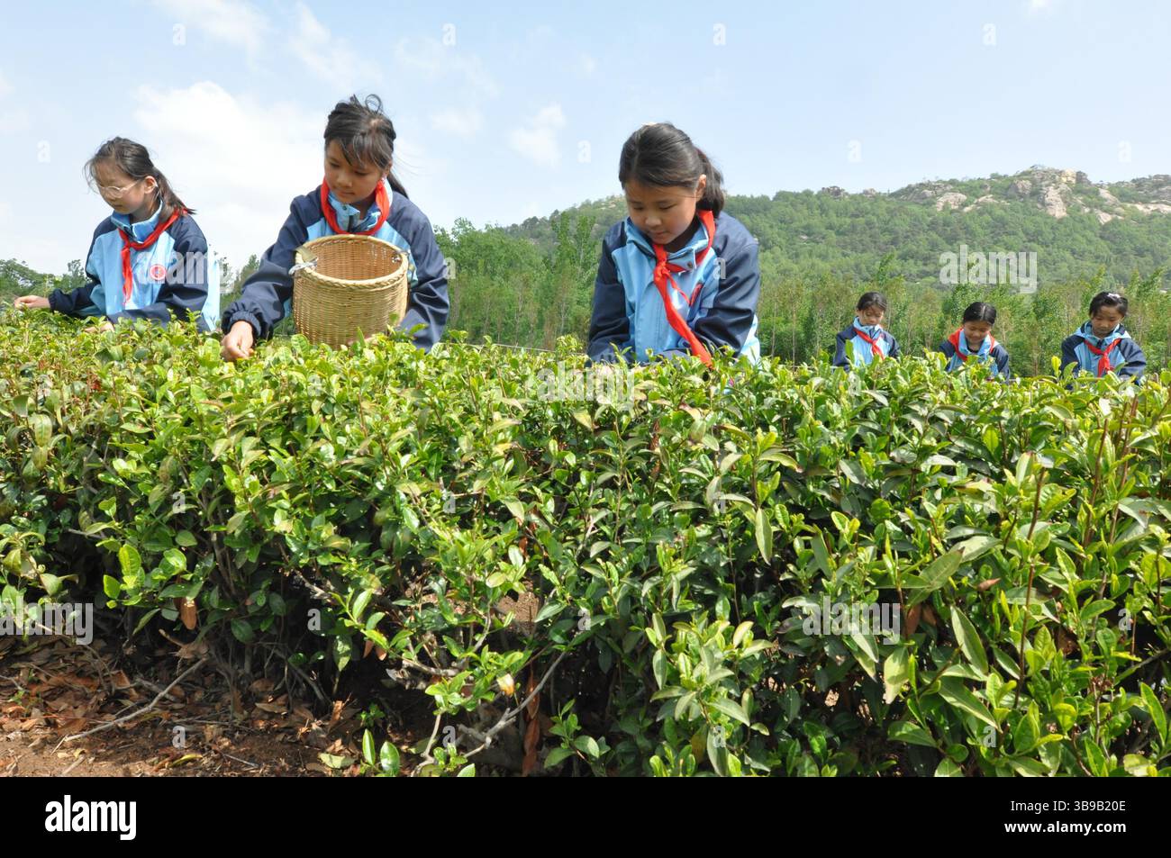 Students experience picking tea leaves in Lianyungang City, east China ...