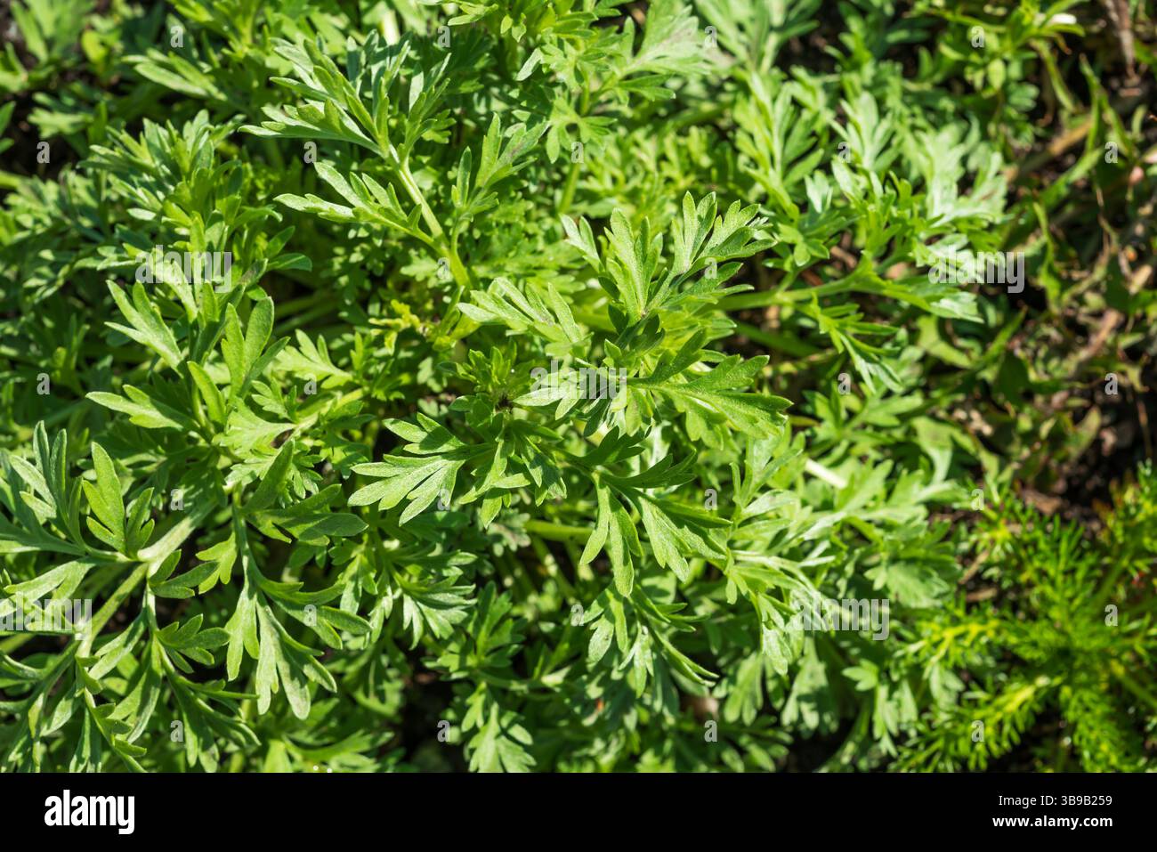 Shrub Of Wormwood Artemisia Absinthium The Use Of Medicinal Plants In