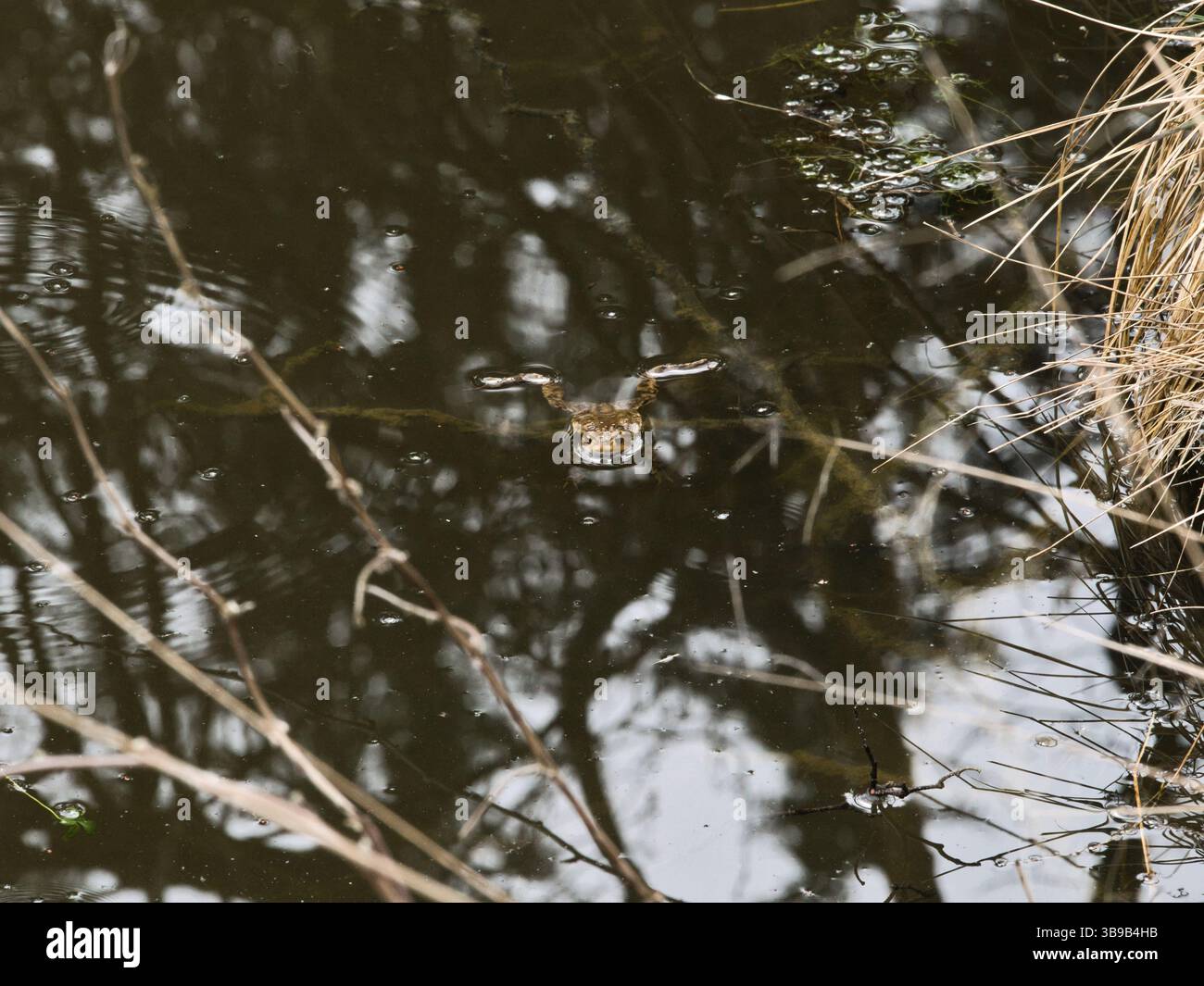 A common toad swims on the water surface in a shaded forest pond ...