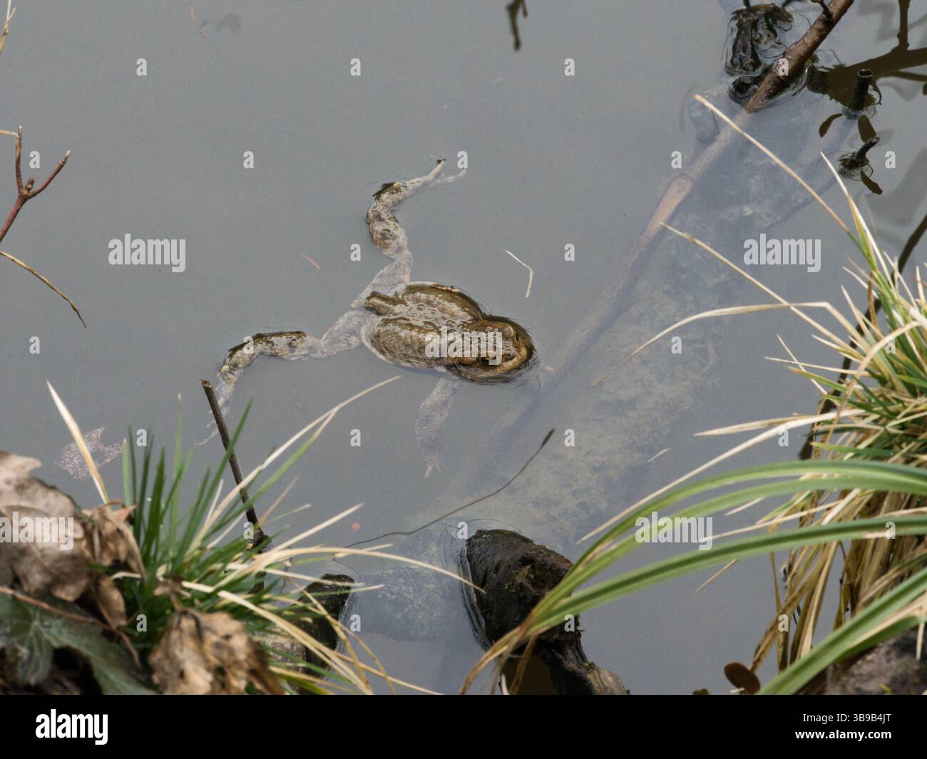 A common toad floats near the water surface with extended legs, seen ...