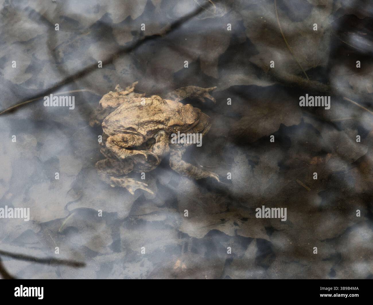 Toads mating in water hi-res stock photography and images - Alamy