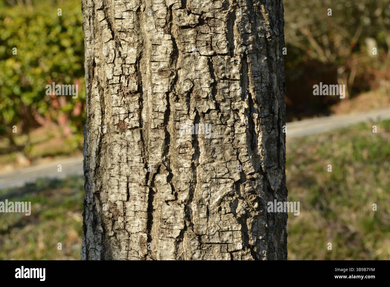 Juglans regia tree showing seasonal stages of fruit, male and female ...