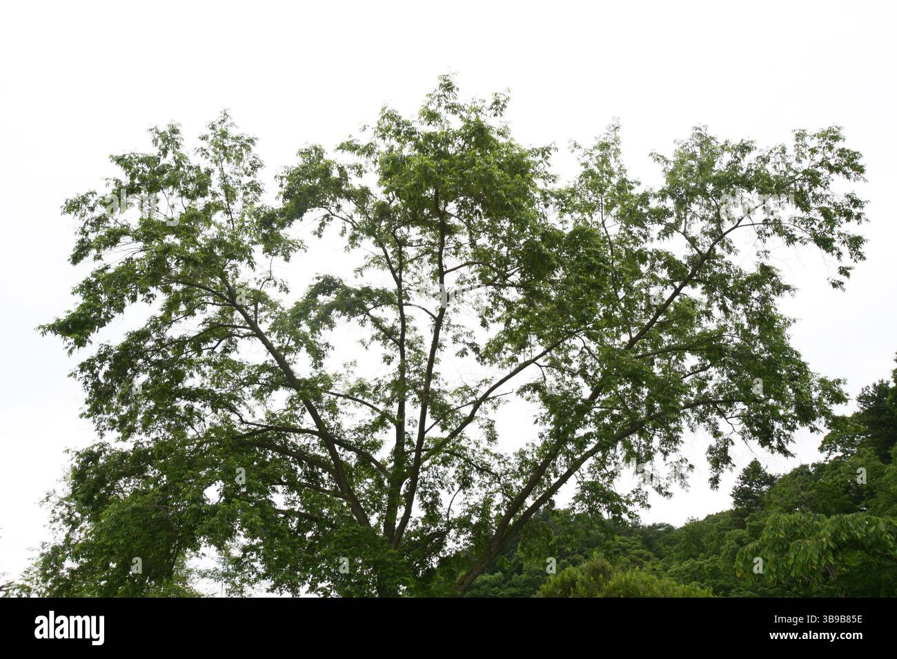 Aphananthe aspera with serrated leaves and both male and female flowers ...