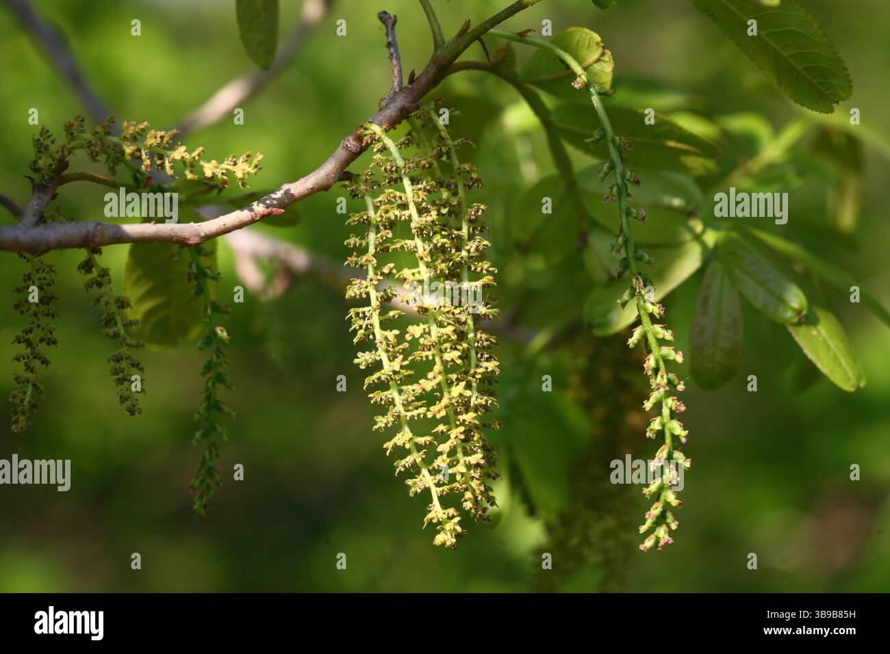 Aphananthe aspera with serrated leaves and both male and female flowers ...