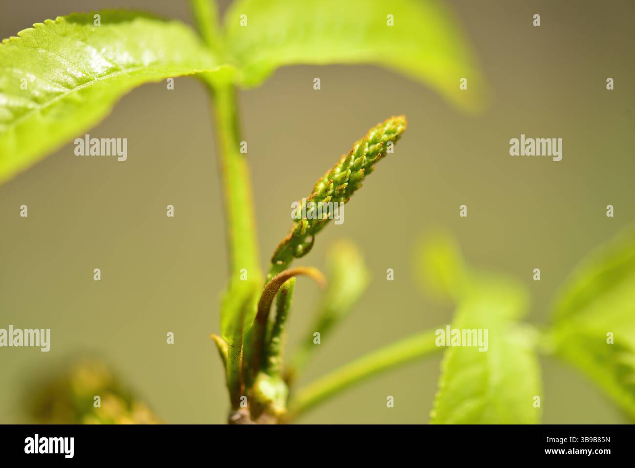 Aphananthe aspera hi-res stock photography and images - Alamy