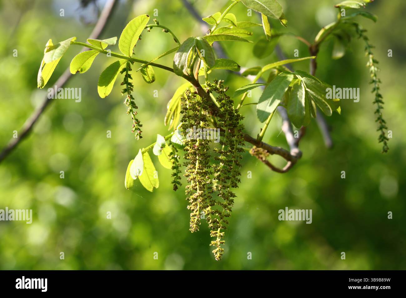 Aphananthe aspera with serrated leaves and both male and female flowers ...