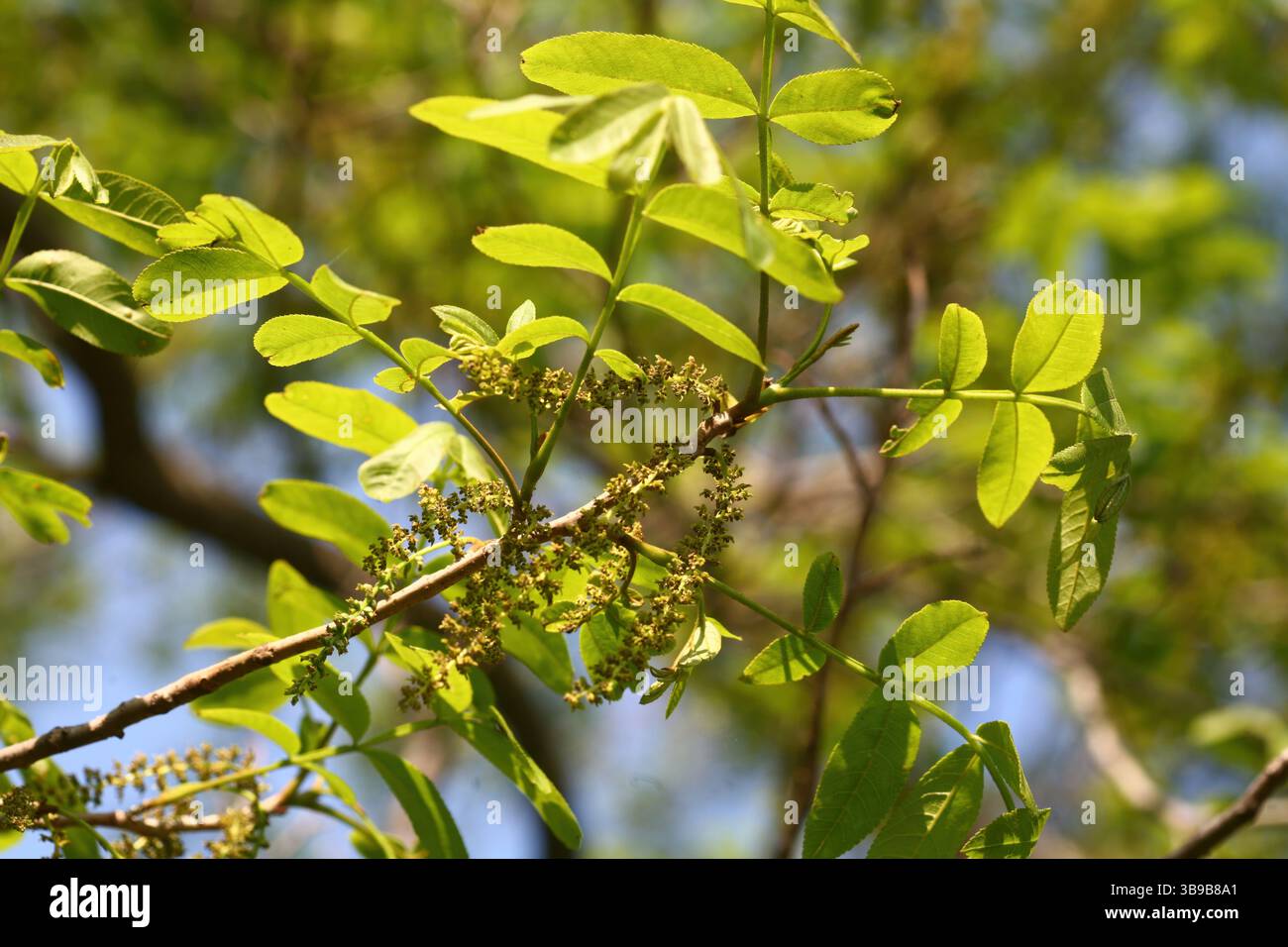 Aphananthe aspera with serrated leaves and both male and female flowers ...