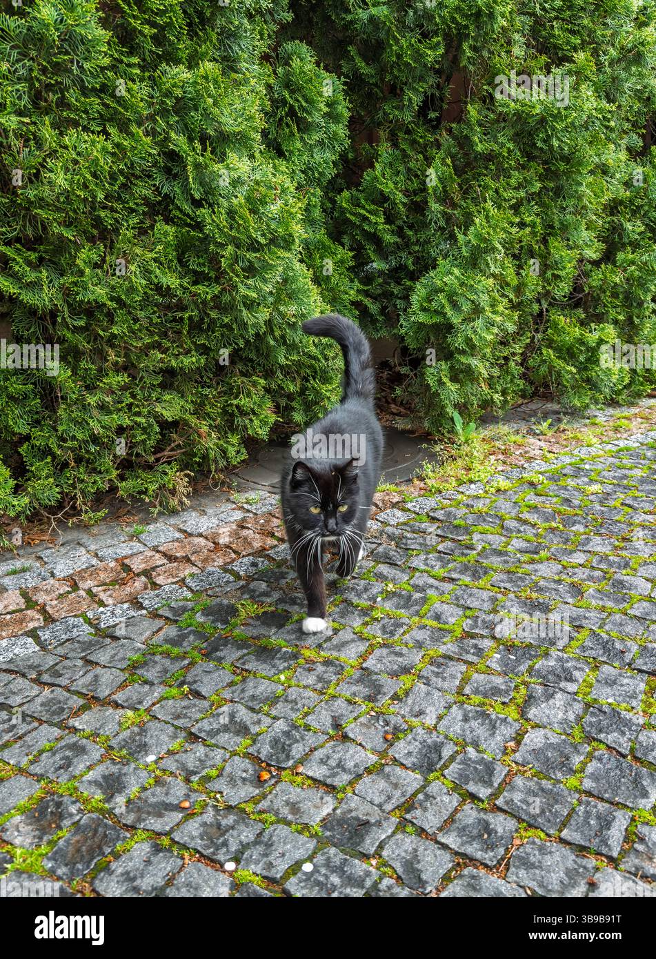 Vertical photo of Black Cat with White Paws Walking on Cobblestone Path ...