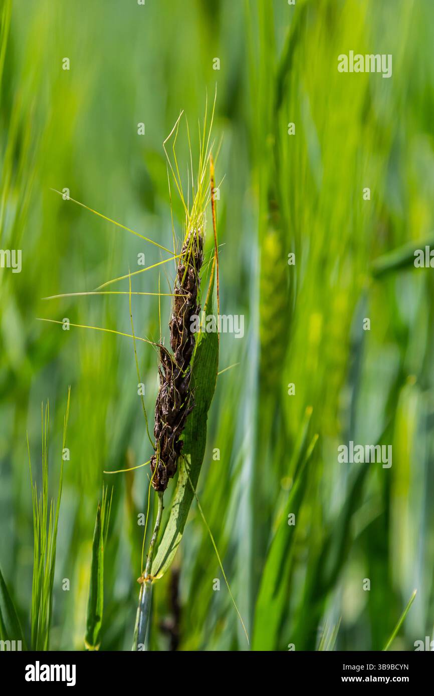 Challenges of plant growth hi-res stock photography and images - Alamy