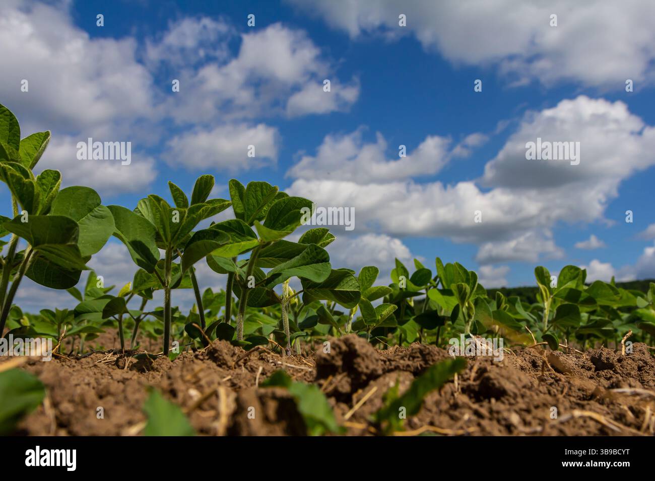 Rows of vibrant soybean plants thrive in rich brown soil, basking under ...