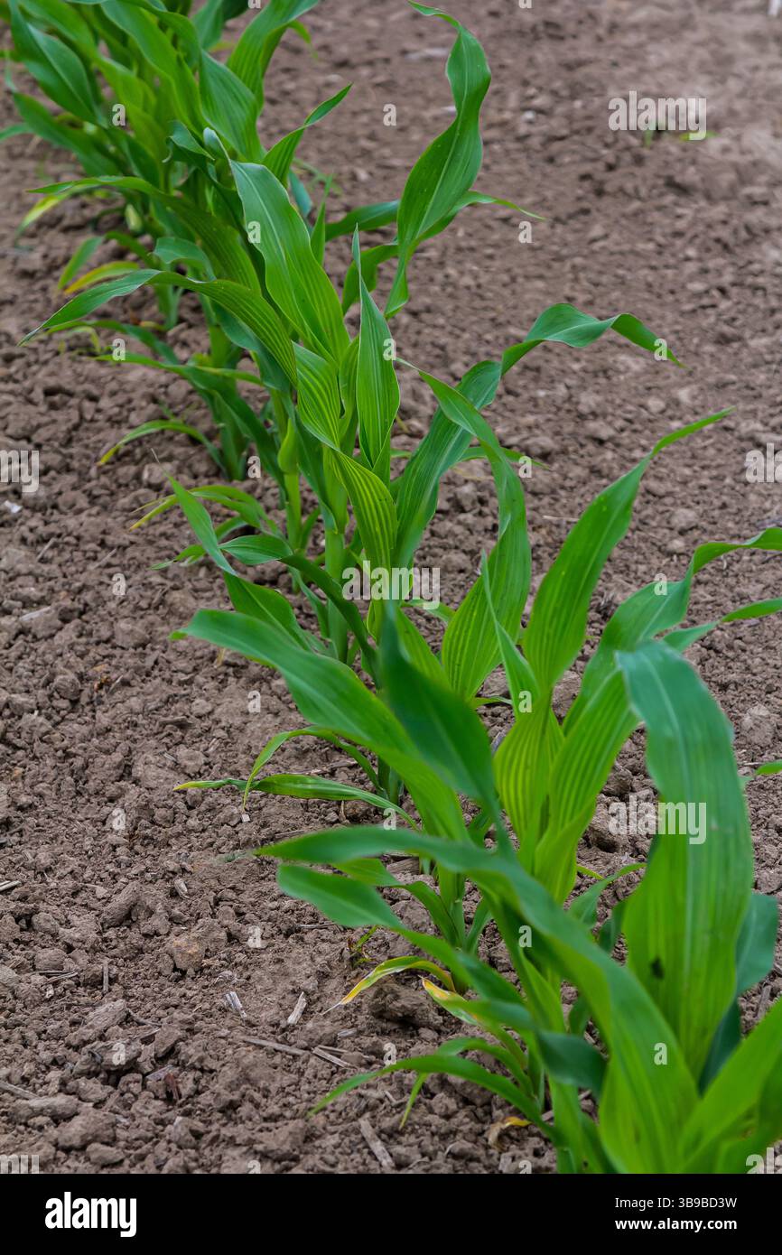 An industrial field of corn sprouts growing in black soil. Corn grow in ...