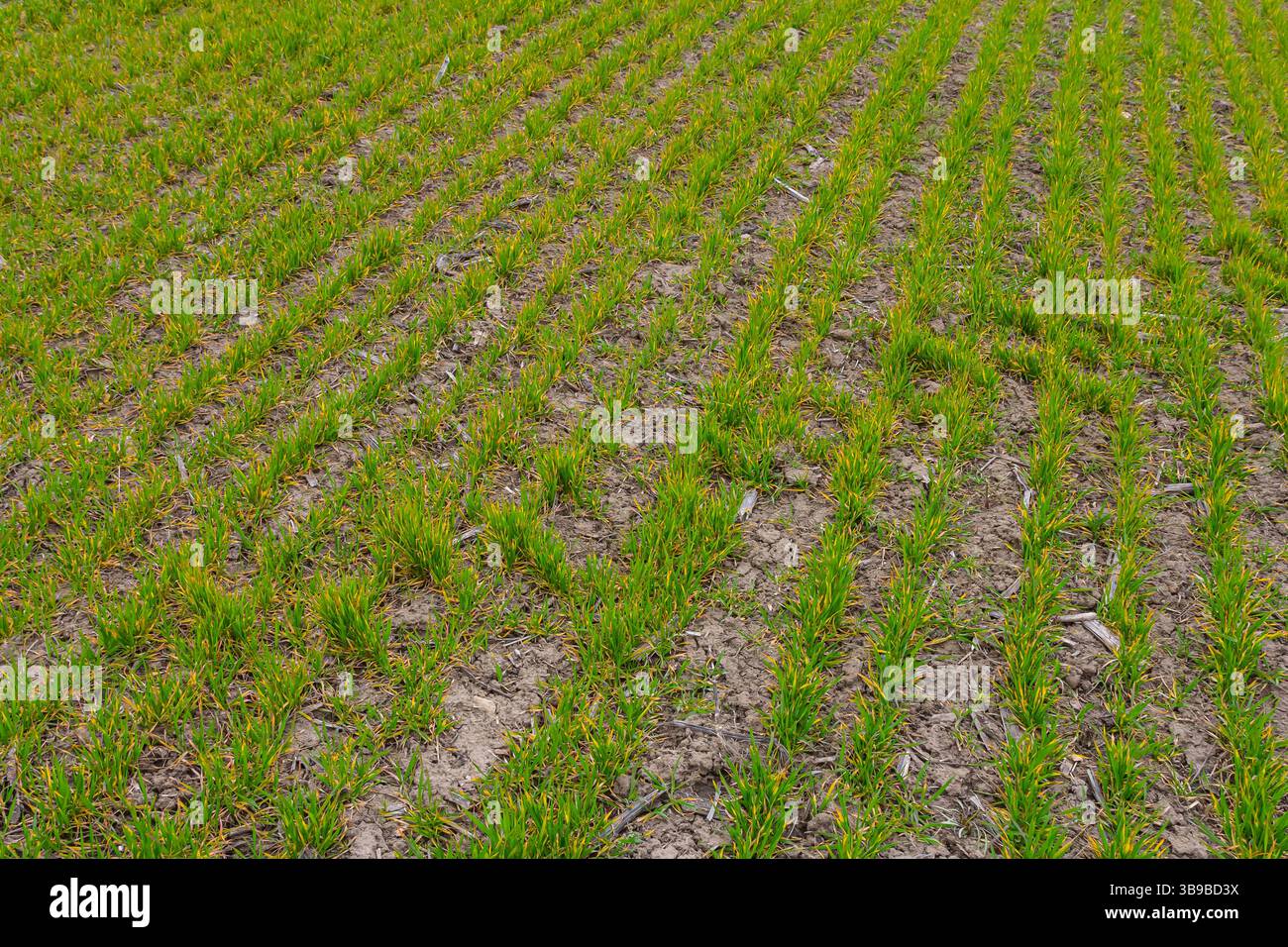 Young rice plants sprout hi-res stock photography and images - Alamy