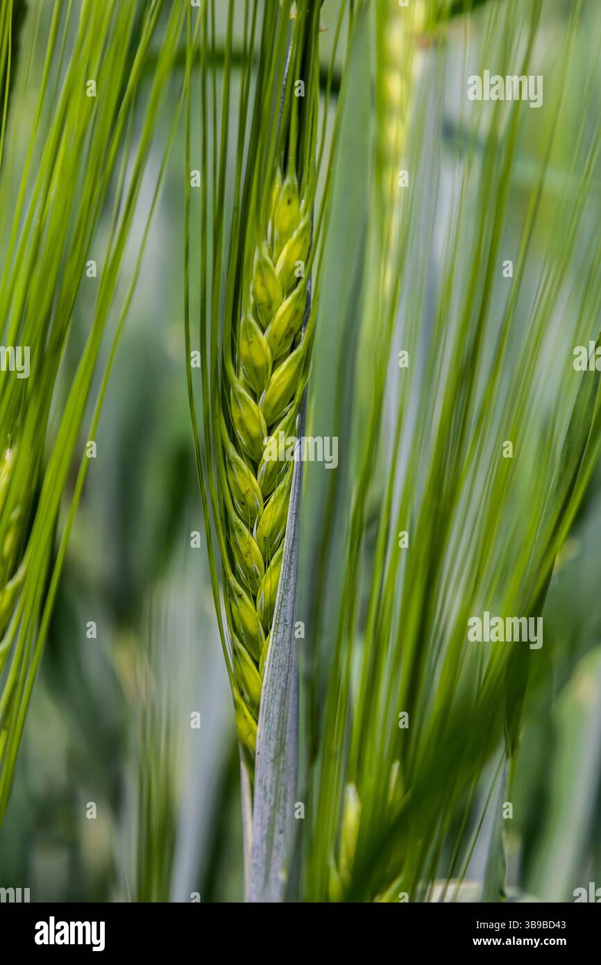 Close-up view captures the intricate structure of wheat stalks, with ...