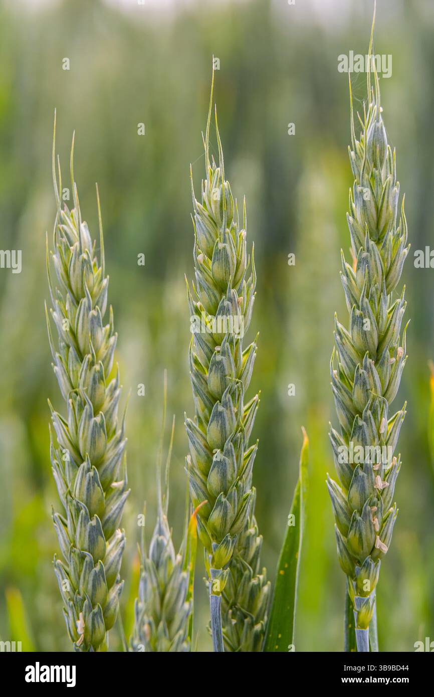 Green wheat stalks stand tall in a vibrant rural field, indicating the ...