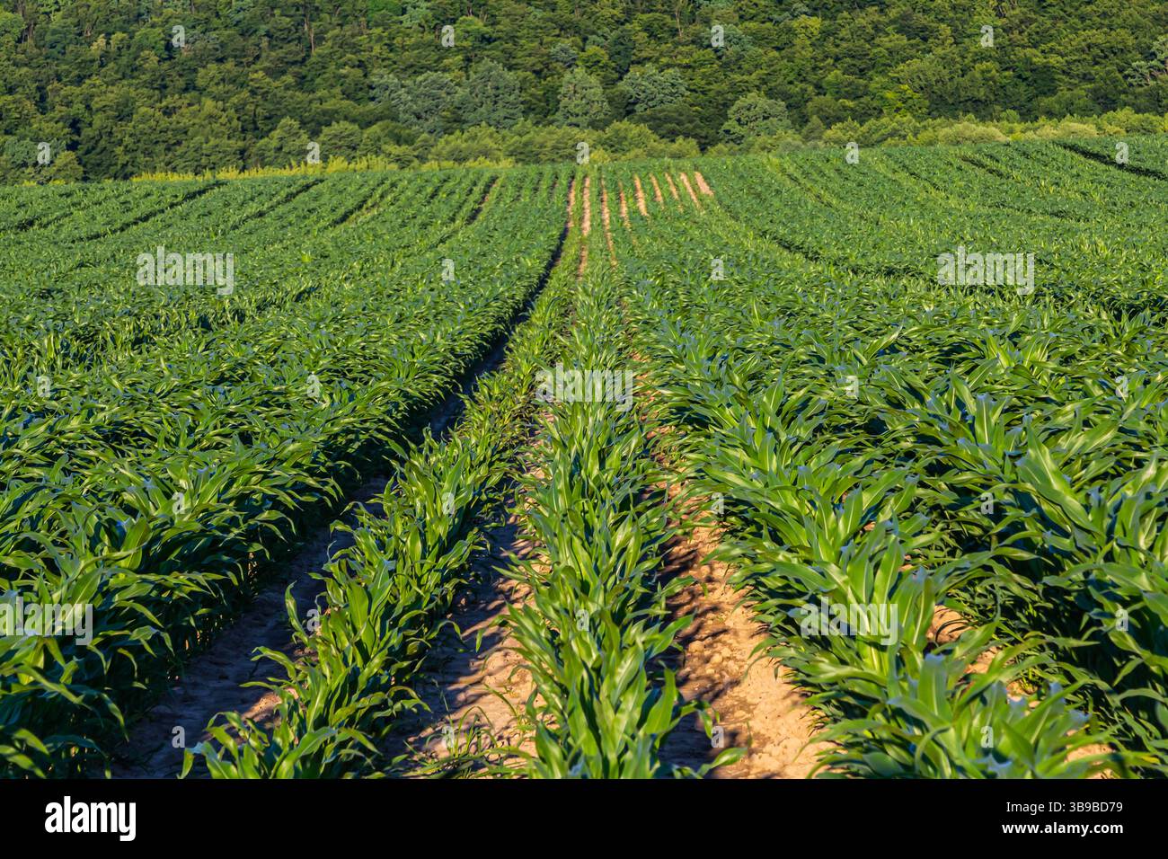 An industrial field of corn sprouts growing in black soil. Corn grow in ...