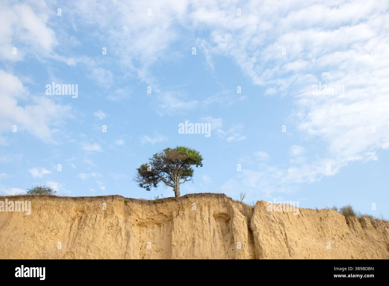 tree grows on a gentle sandy cliff Stock Photo - Alamy