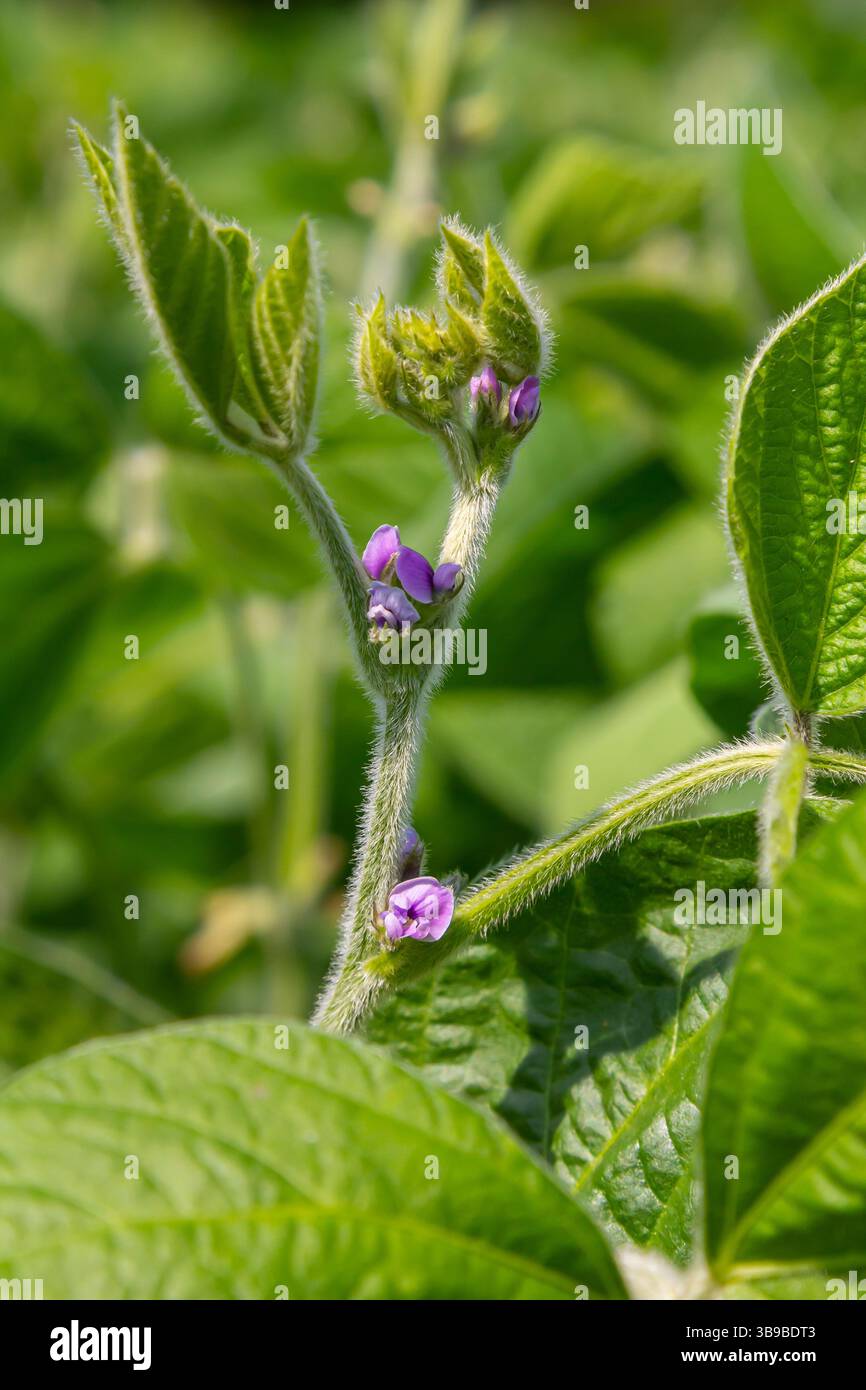 Soybean early growth development hi-res stock photography and images ...