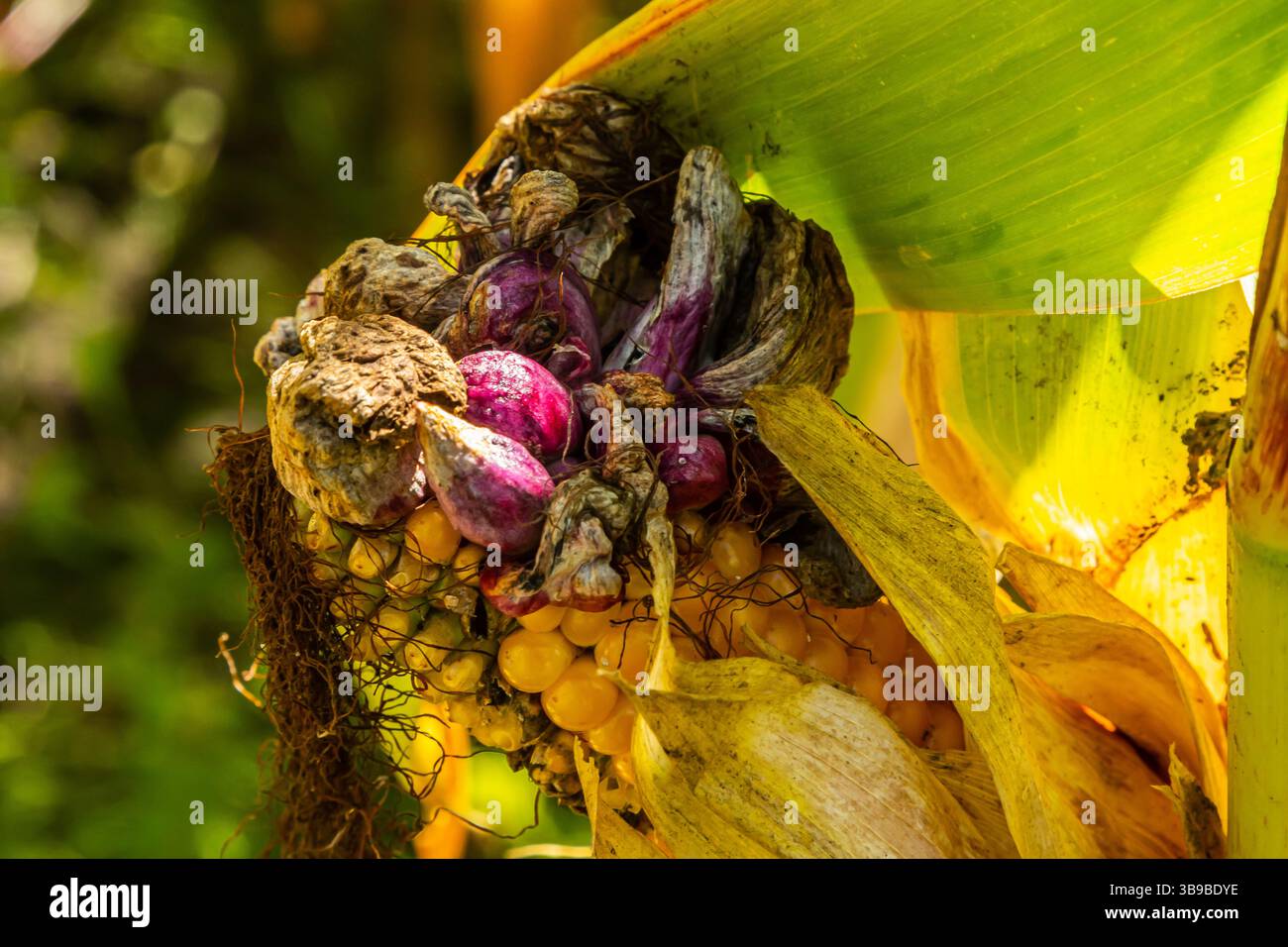 Colorful fungi are seen clustered on yellow corn stalks amidst verdant ...