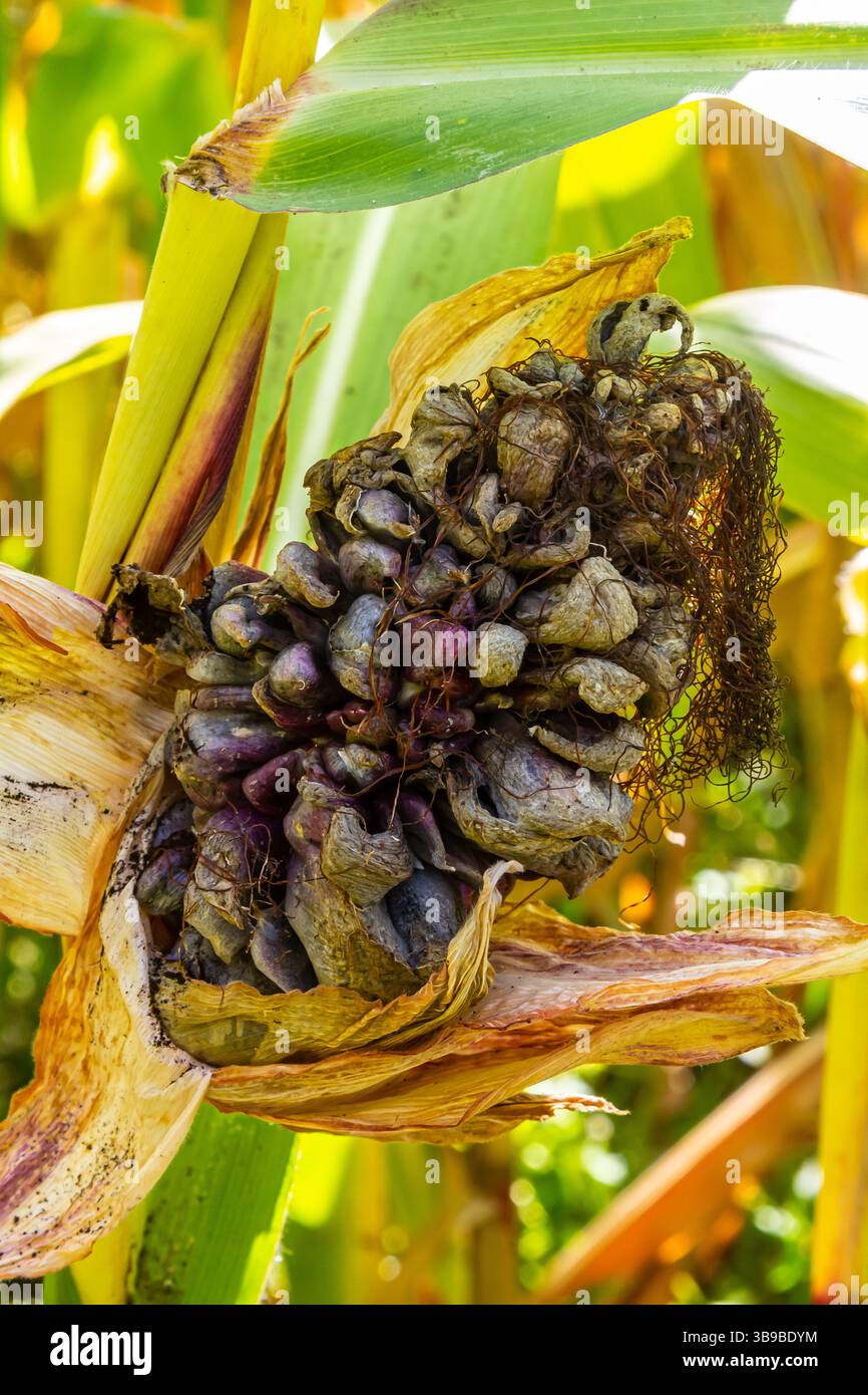 A dried corn cob rests on its stalk, displaying shriveled kernels and ...