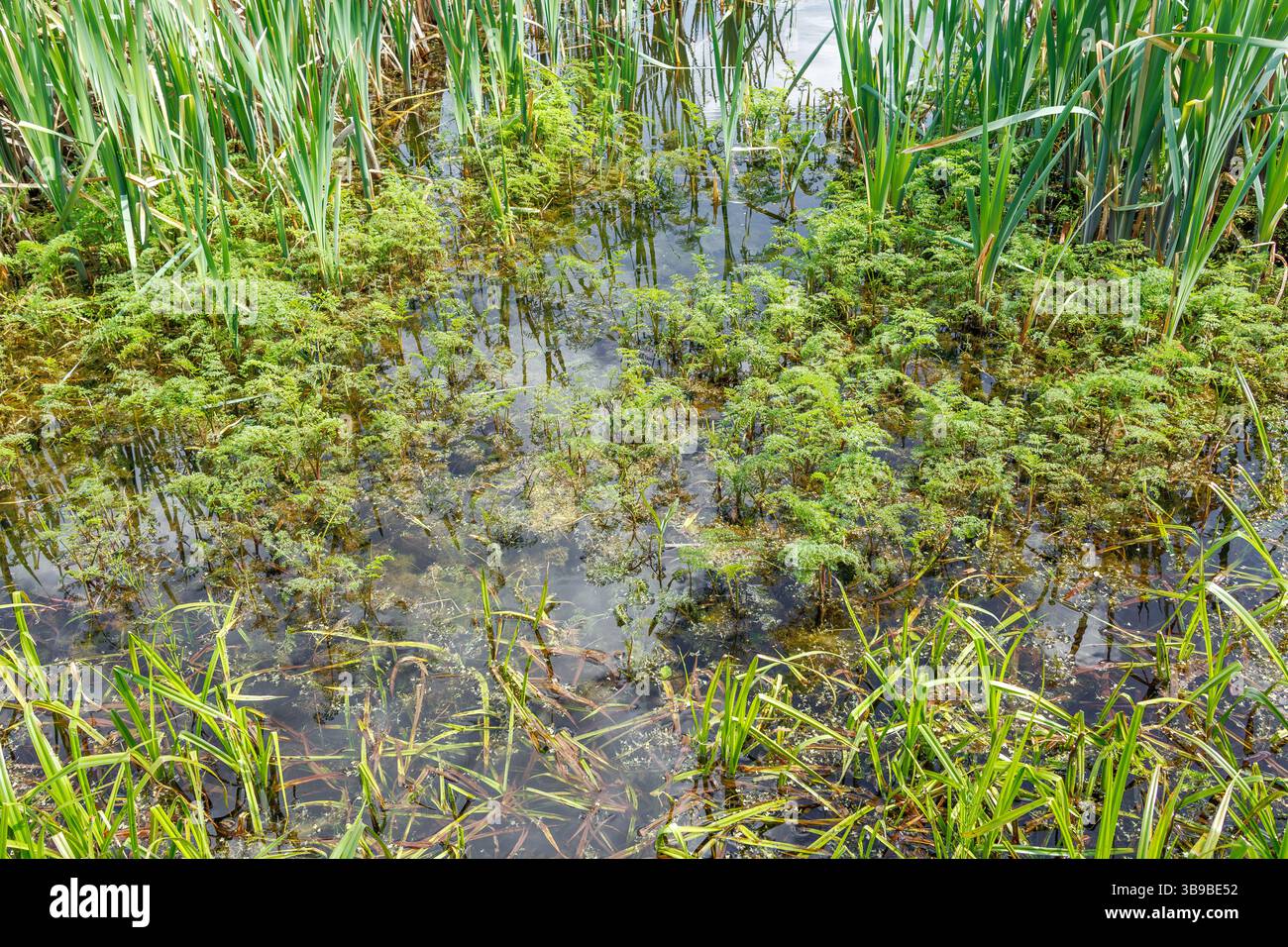 Lush wetland scene featuring tall reeds, grasses, and submerged aquatic ...