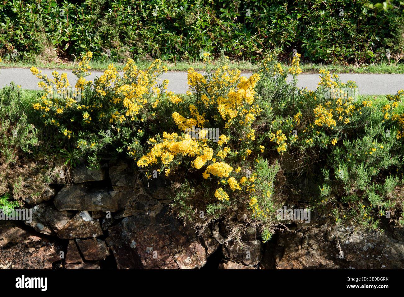 Bush beautiful yellow flowers hi-res stock photography and images - Alamy
