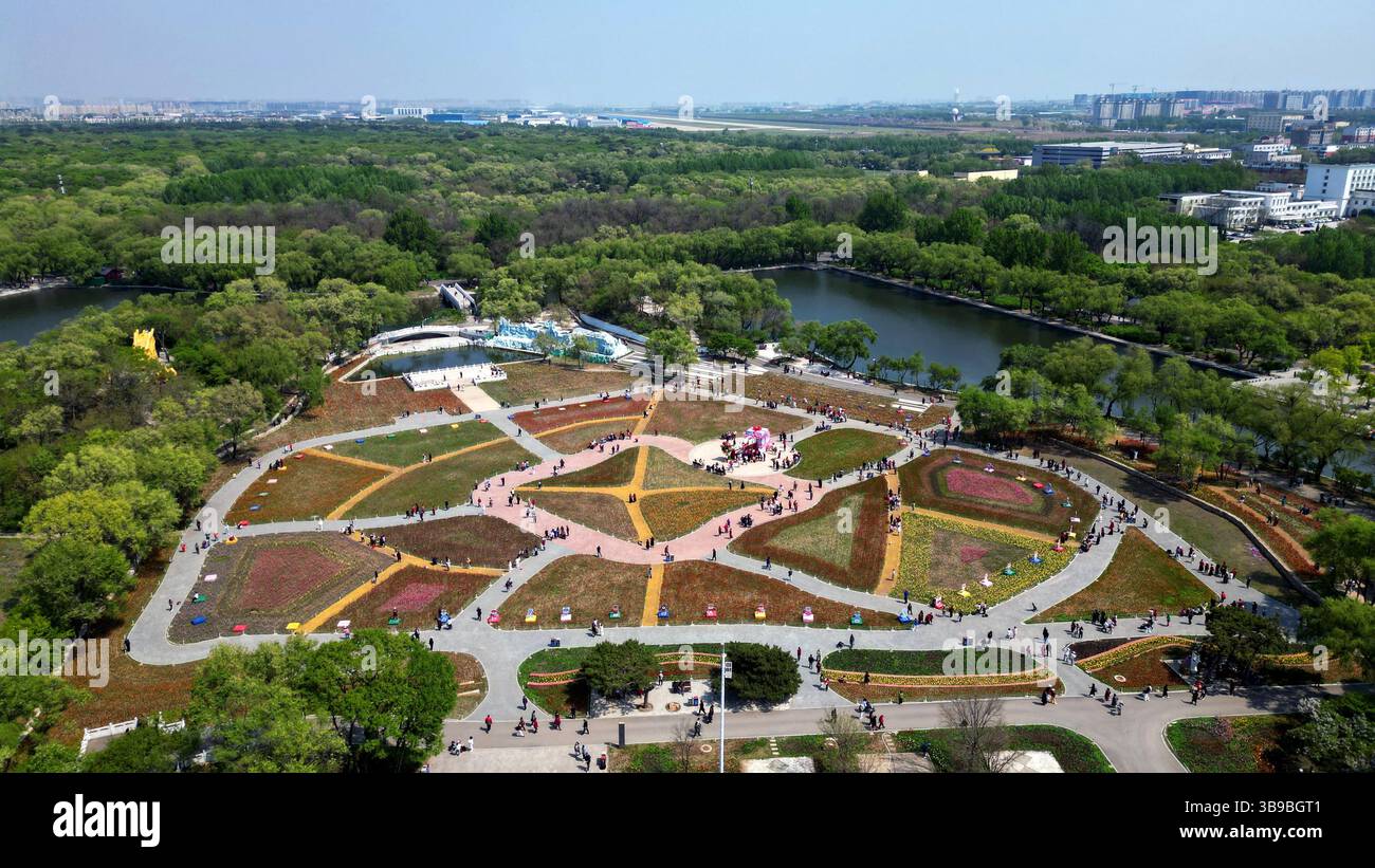 Tulip flowers are in full bloom at Beiling Park in Shenyang City ...